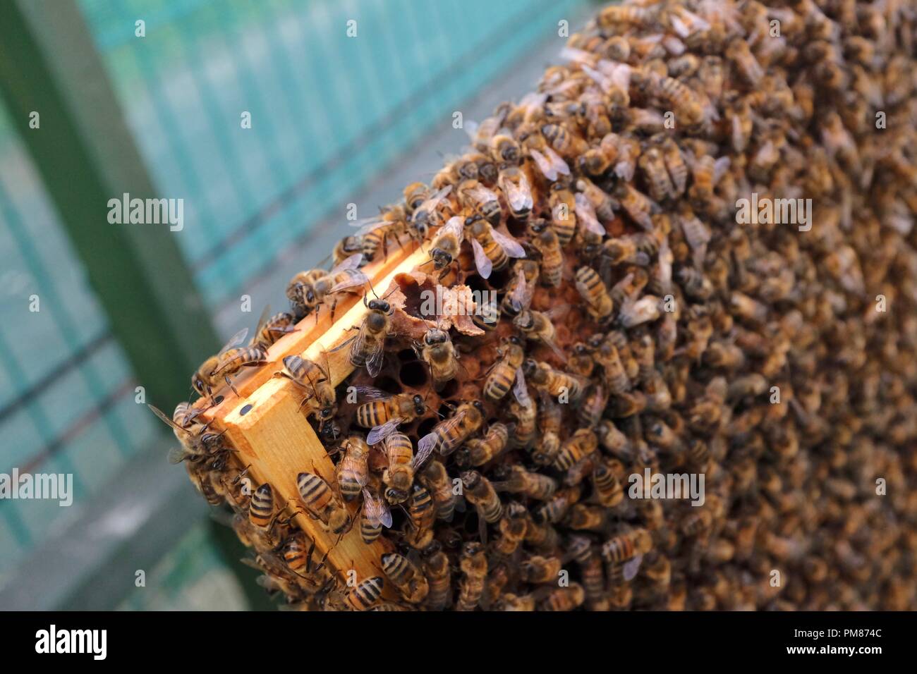 Many bees hi-res stock photography and images - Alamy