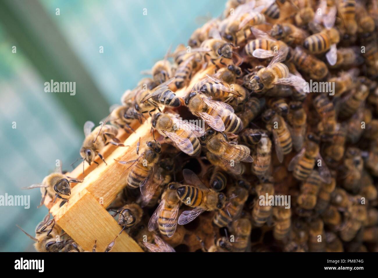 Queen frame beehive honey bees hi-res stock photography and images - Alamy