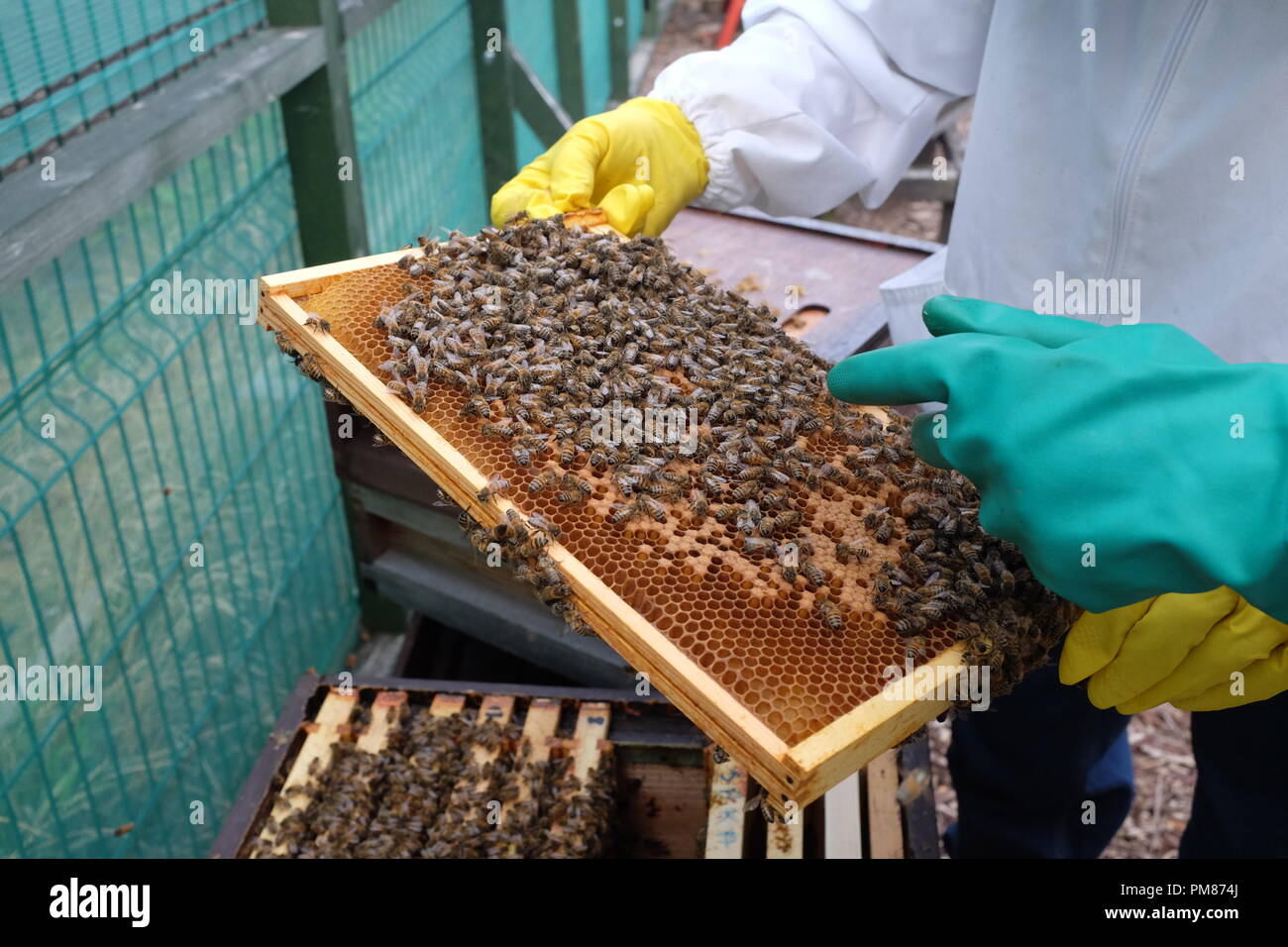 beekeeper handling bees Stock Photo - Alamy