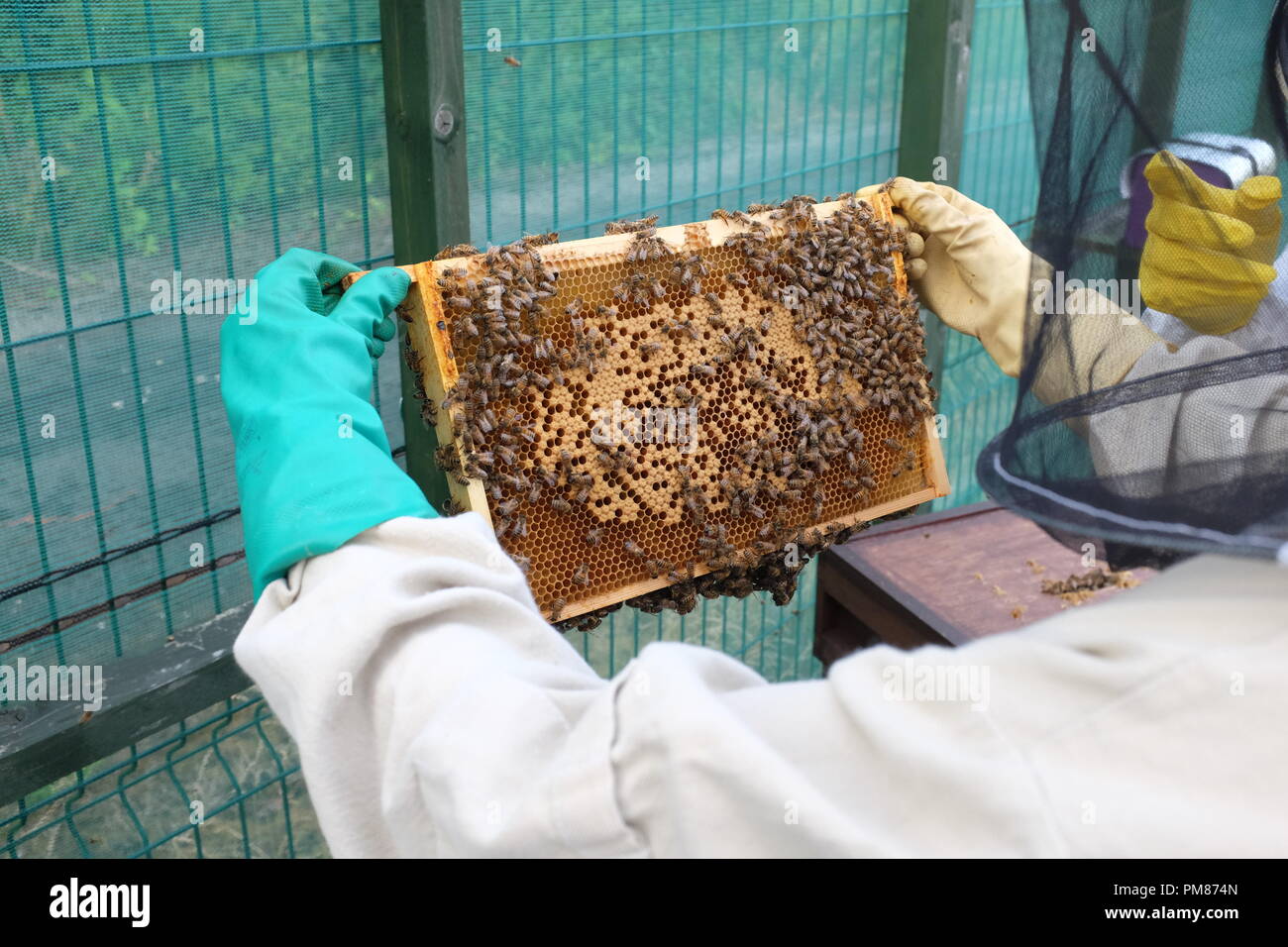 Brood frame hi-res stock photography and images - Alamy
