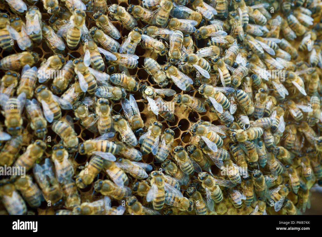 Queen Bee High Resolution Stock Photography and Images - Alamy
