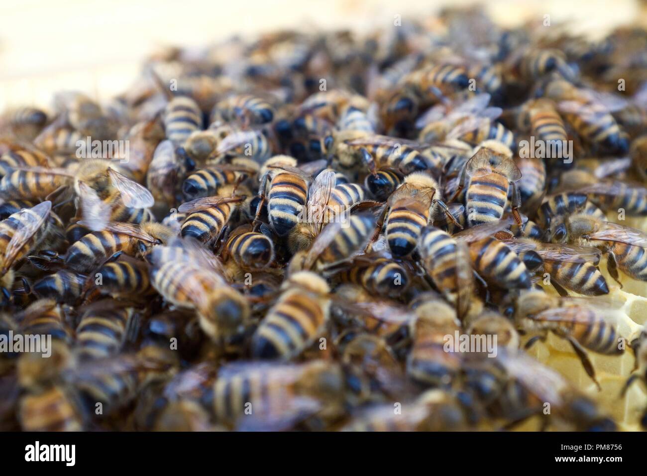 Brood frame hi-res stock photography and images - Alamy
