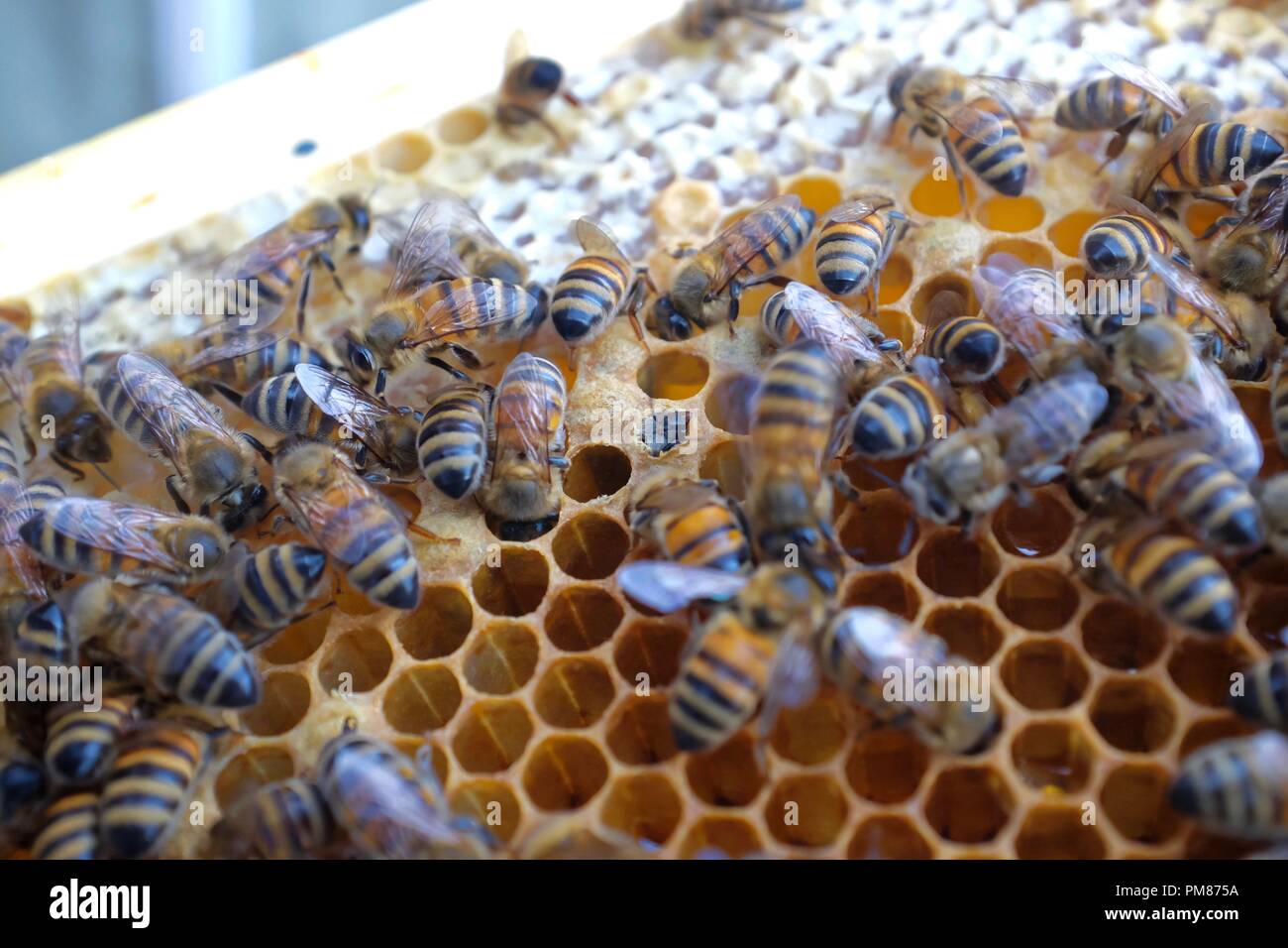 Bees frame honey comb hi-res stock photography and images - Alamy
