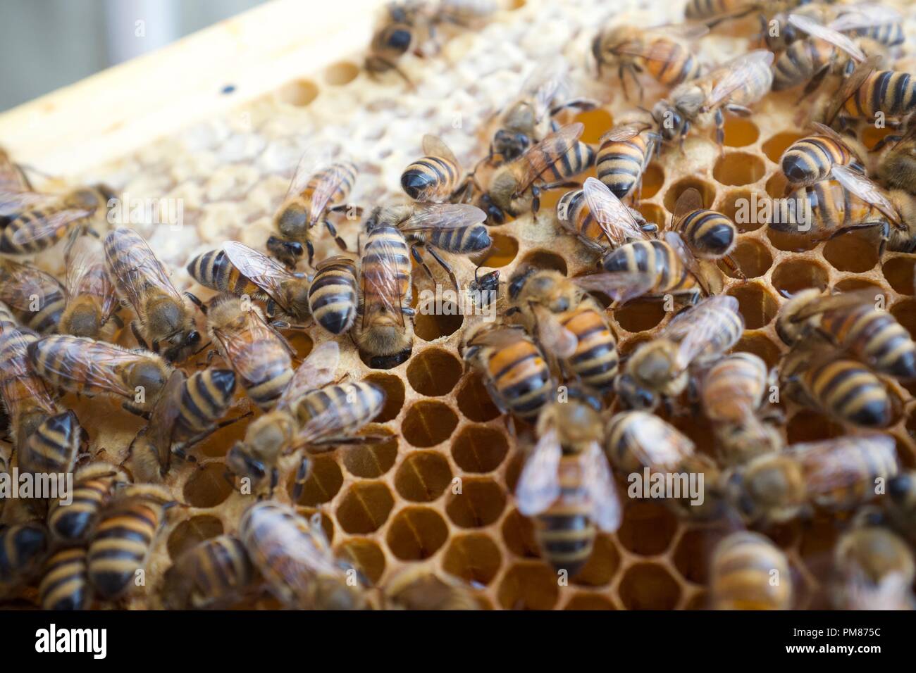 Bees family working on honeycomb hi-res stock photography and images ...