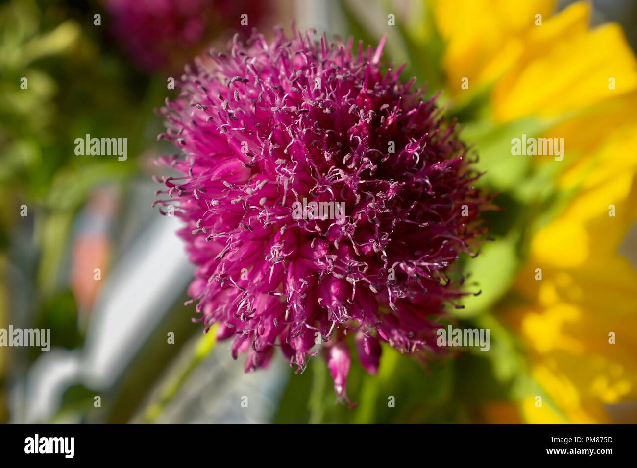 Magenta flower summer hi-res stock photography and images - Alamy