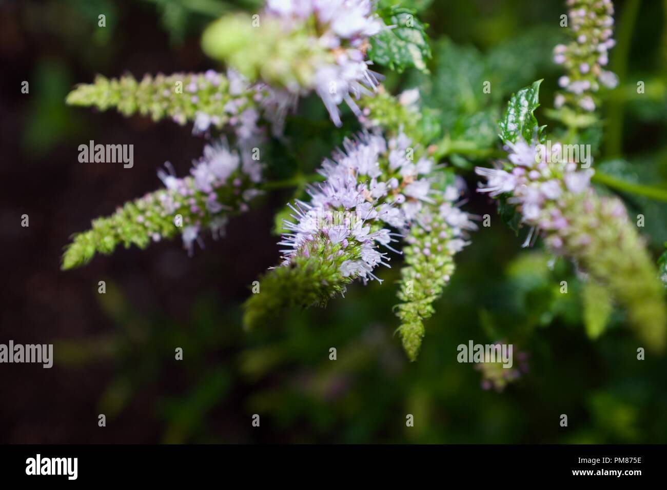English garden mint hi-res stock photography and images - Alamy