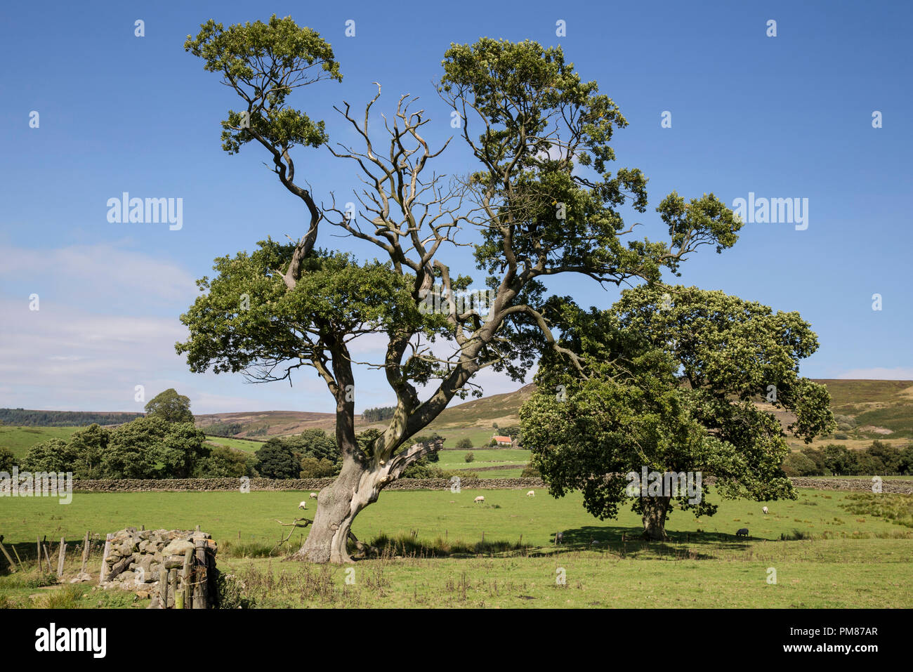 Bransdale hi-res stock photography and images - Alamy