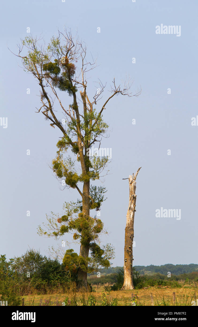 Dead or dying tree hi-res stock photography and images - Alamy