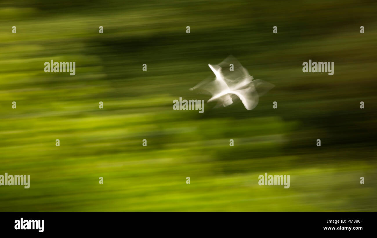 Common tern flight abstract hi-res stock photography and images - Alamy