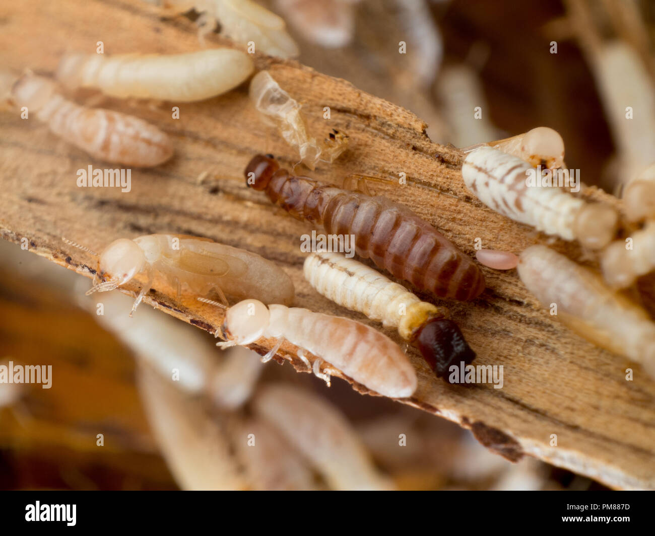 Termite soldier hi-res stock photography and images - Alamy