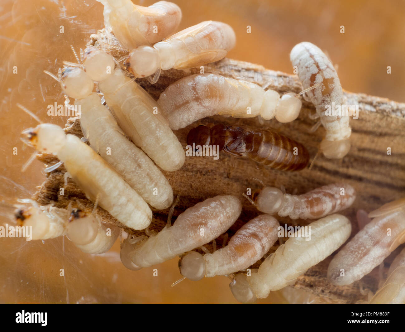 King pest hi-res stock photography and images - Alamy