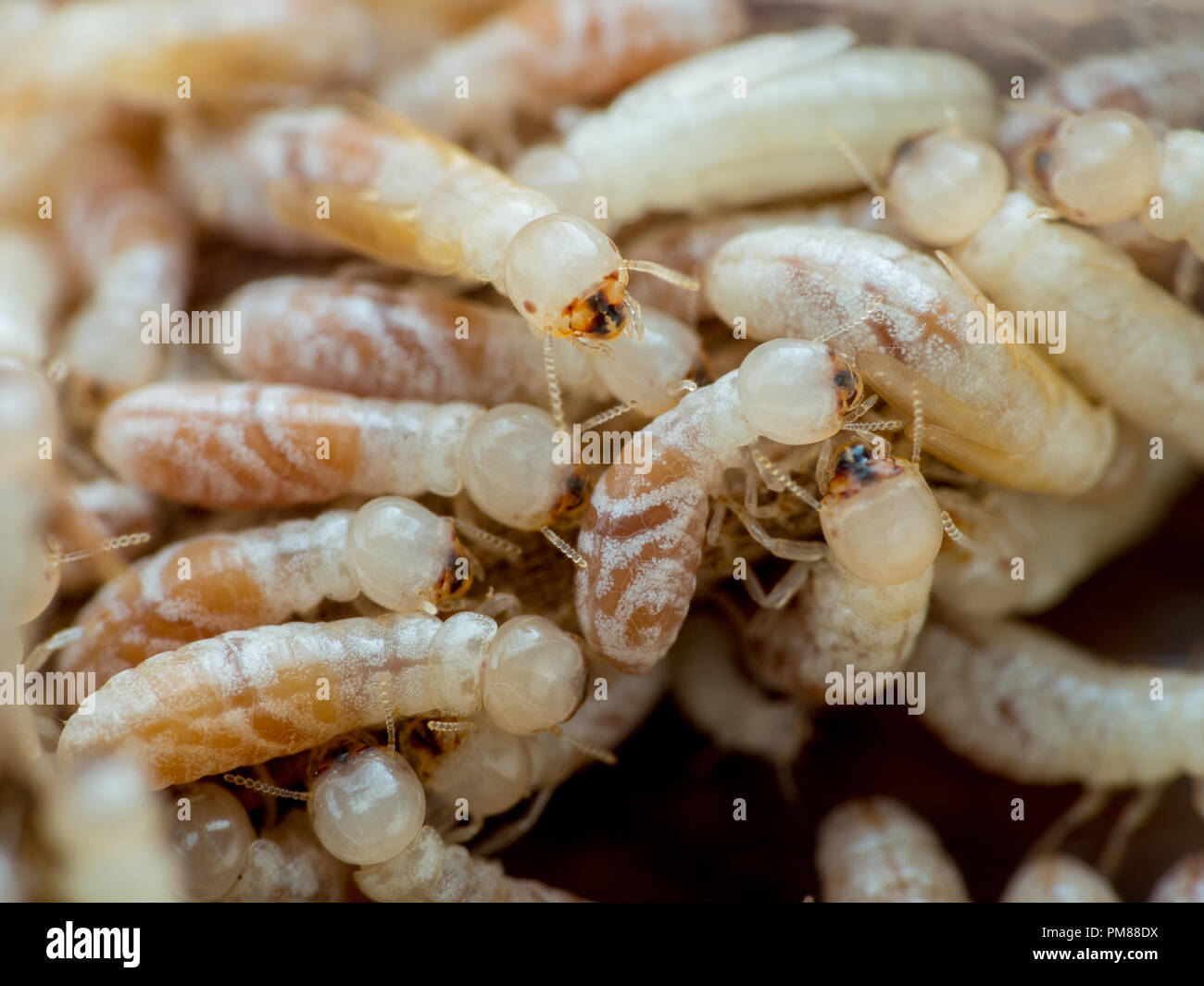 Termite Queen Dissection