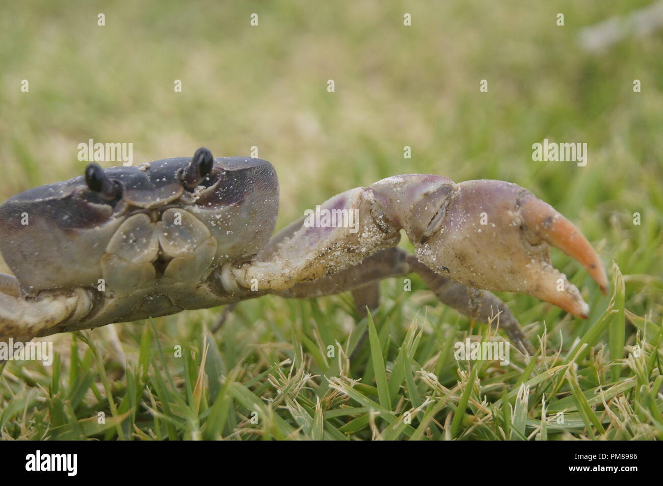 Cardisma guanhumi Small Caribbean blue land crab escaping from the ...