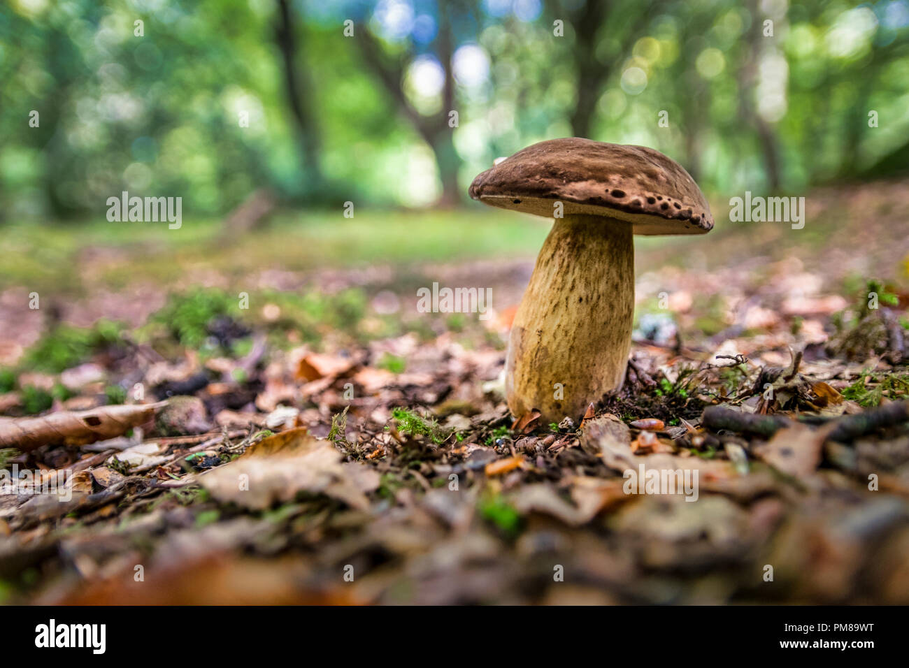 This is a piture of wild mushrooms growing in an Irish forest Stock ...