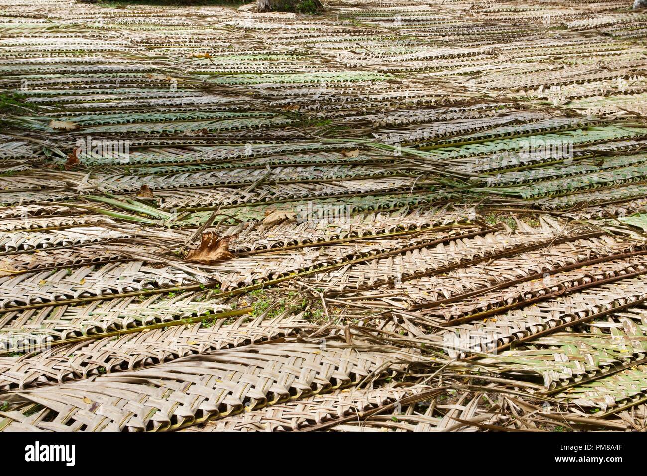 Rows of palm leaf thatching drying out in the South Pacific, Tongan sun ...