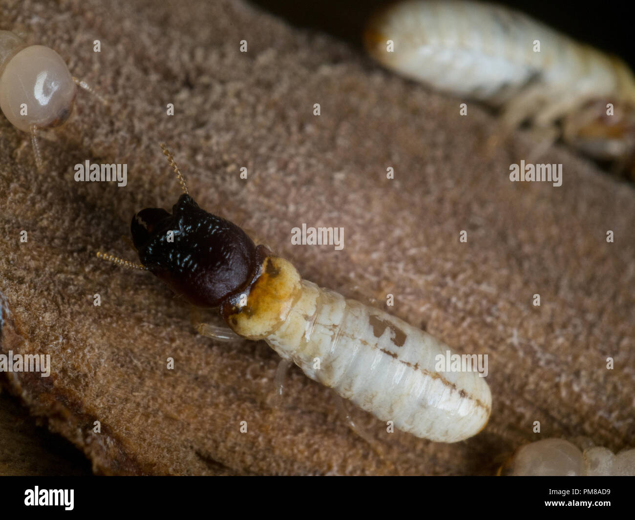 Termite house hi-res stock photography and images - Alamy