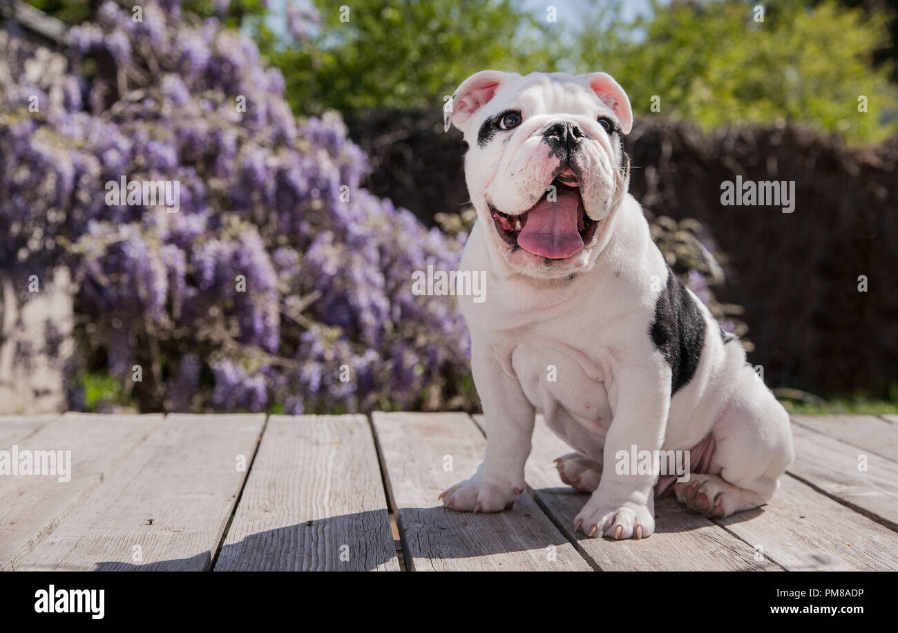 black & white baby bulldog puppy dog on deck sitting mouth wide open ...