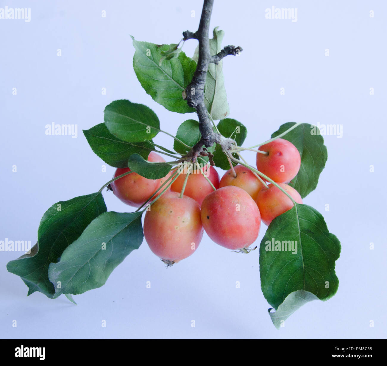 Wild apples with vibrant colors hanging on a branch on white background ...