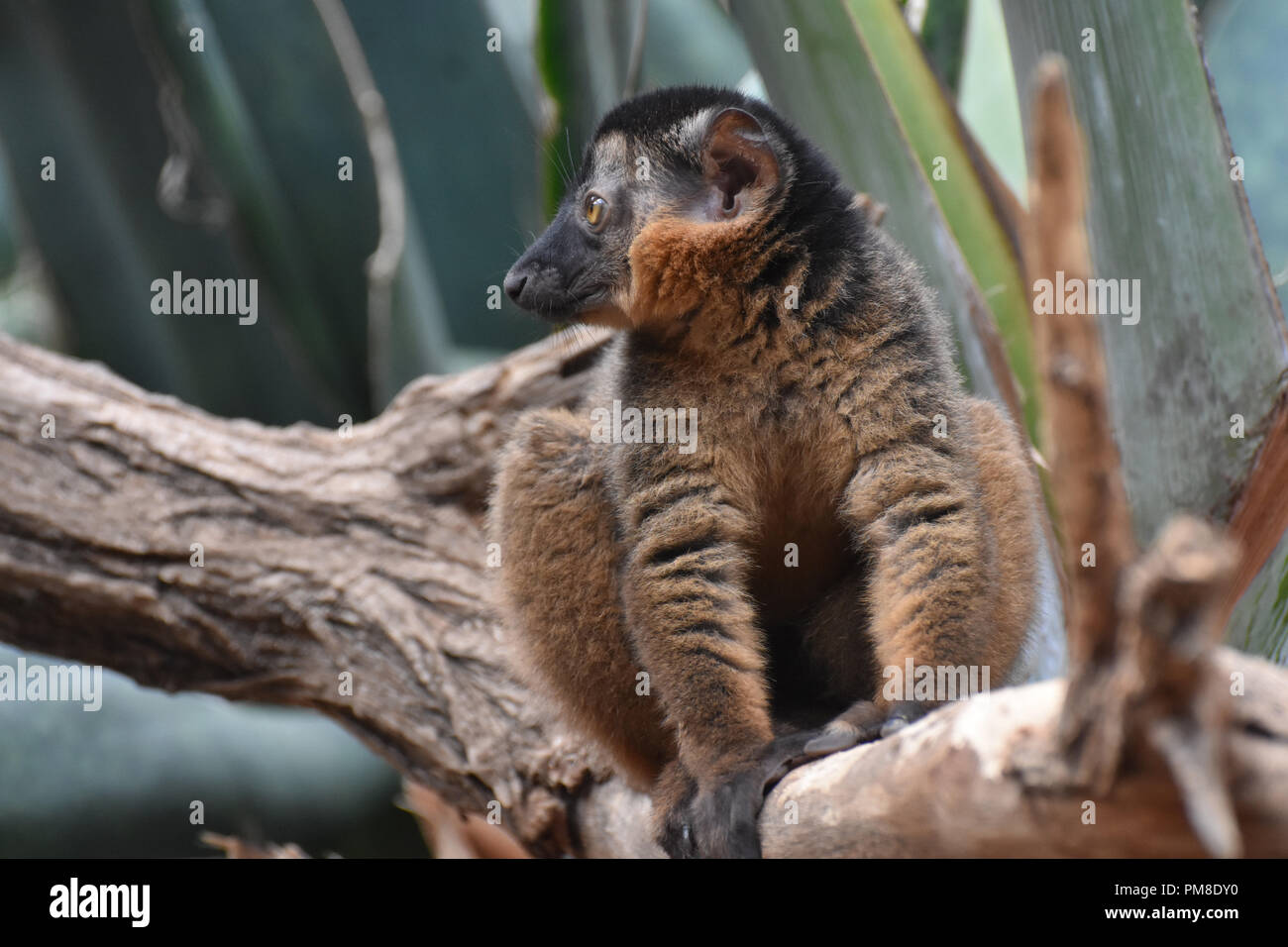 Red collared brown lemur red collared lemur hi-res stock photography ...
