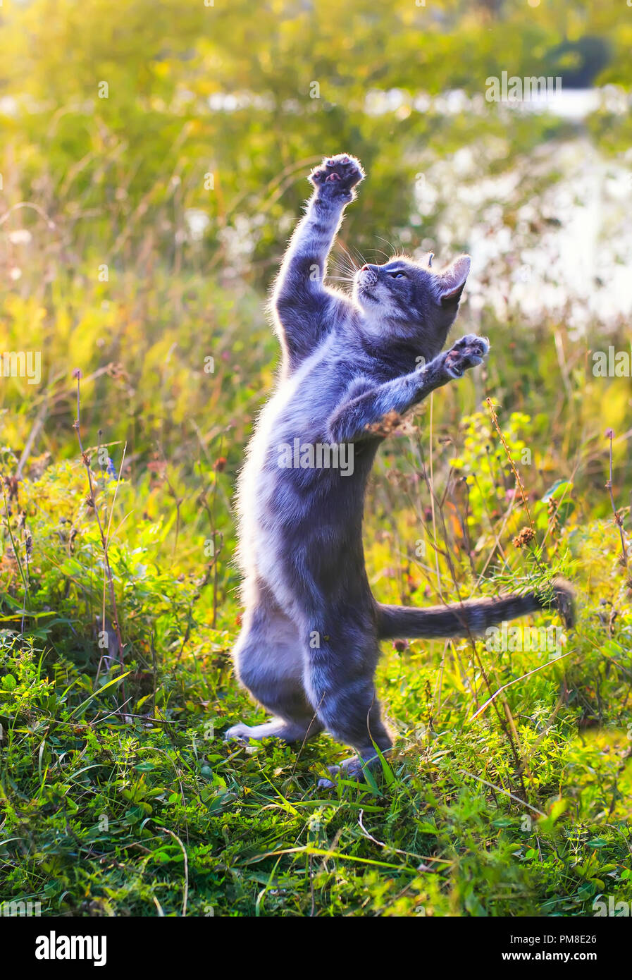 nimble funny striped cat jumping on a green meadow standing on its hind ...