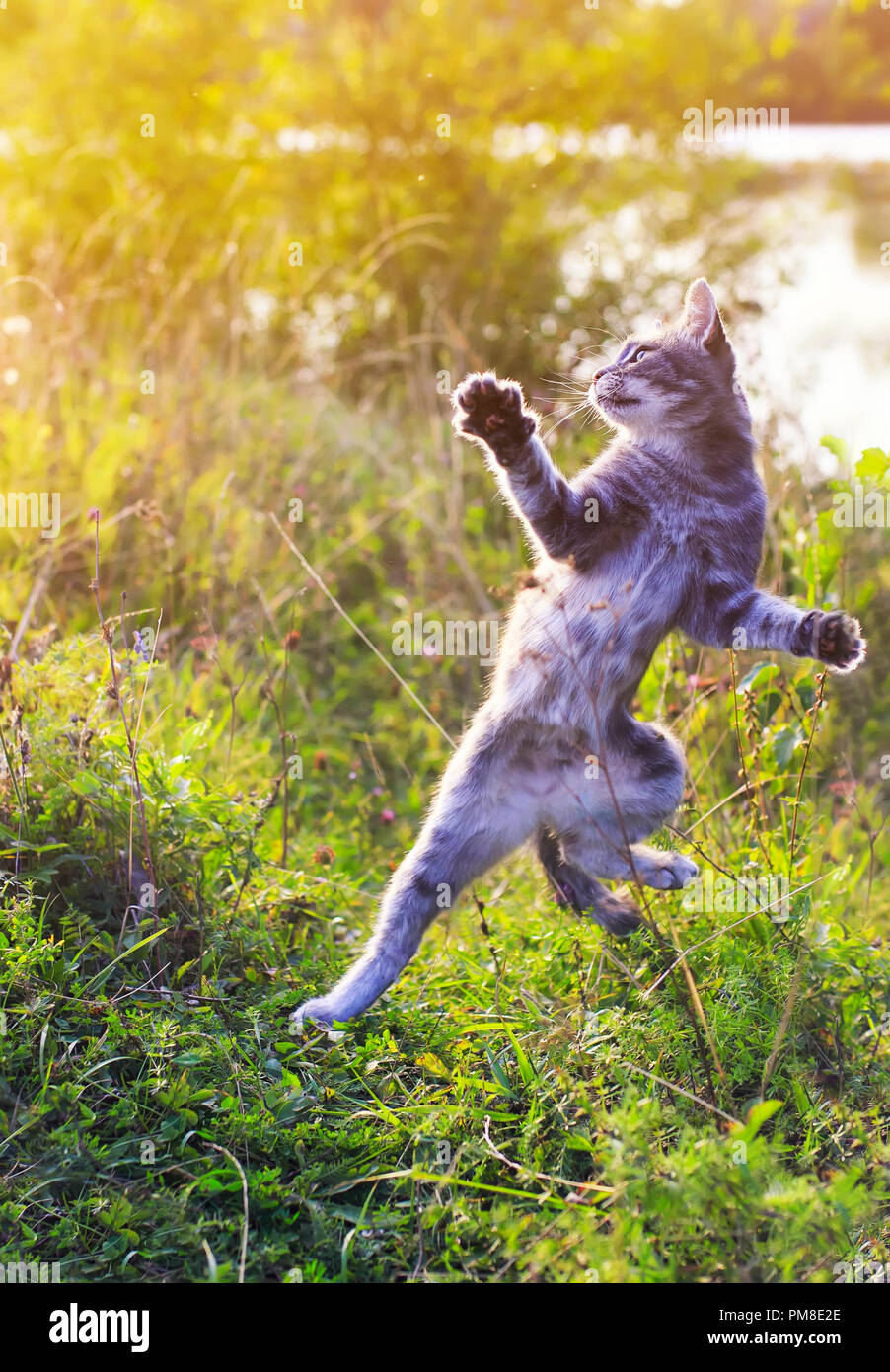 funny striped cat jumping on a green meadow standing on its hind legs ...