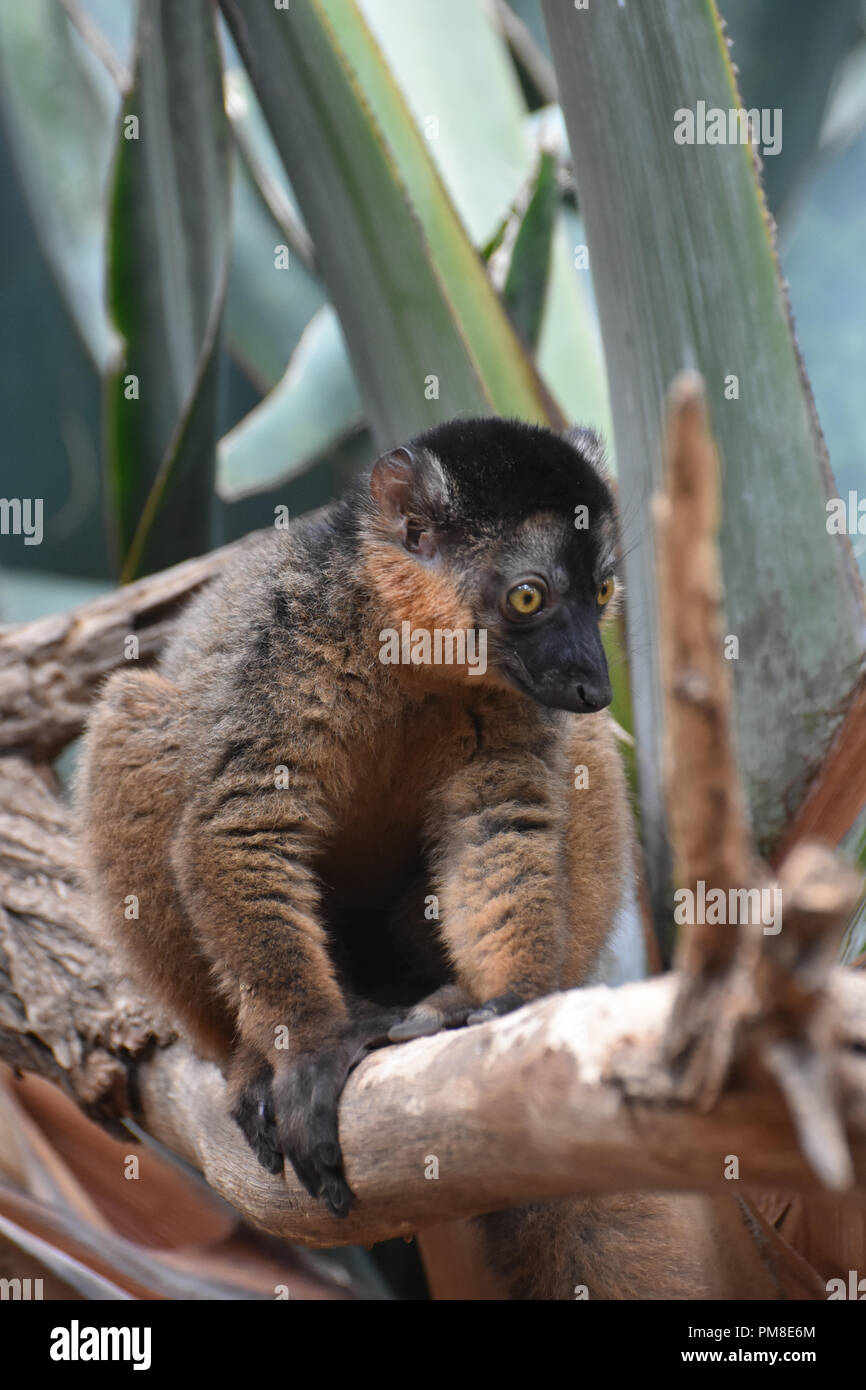 Red collared brown lemur red collared lemur High Resolution Stock ...