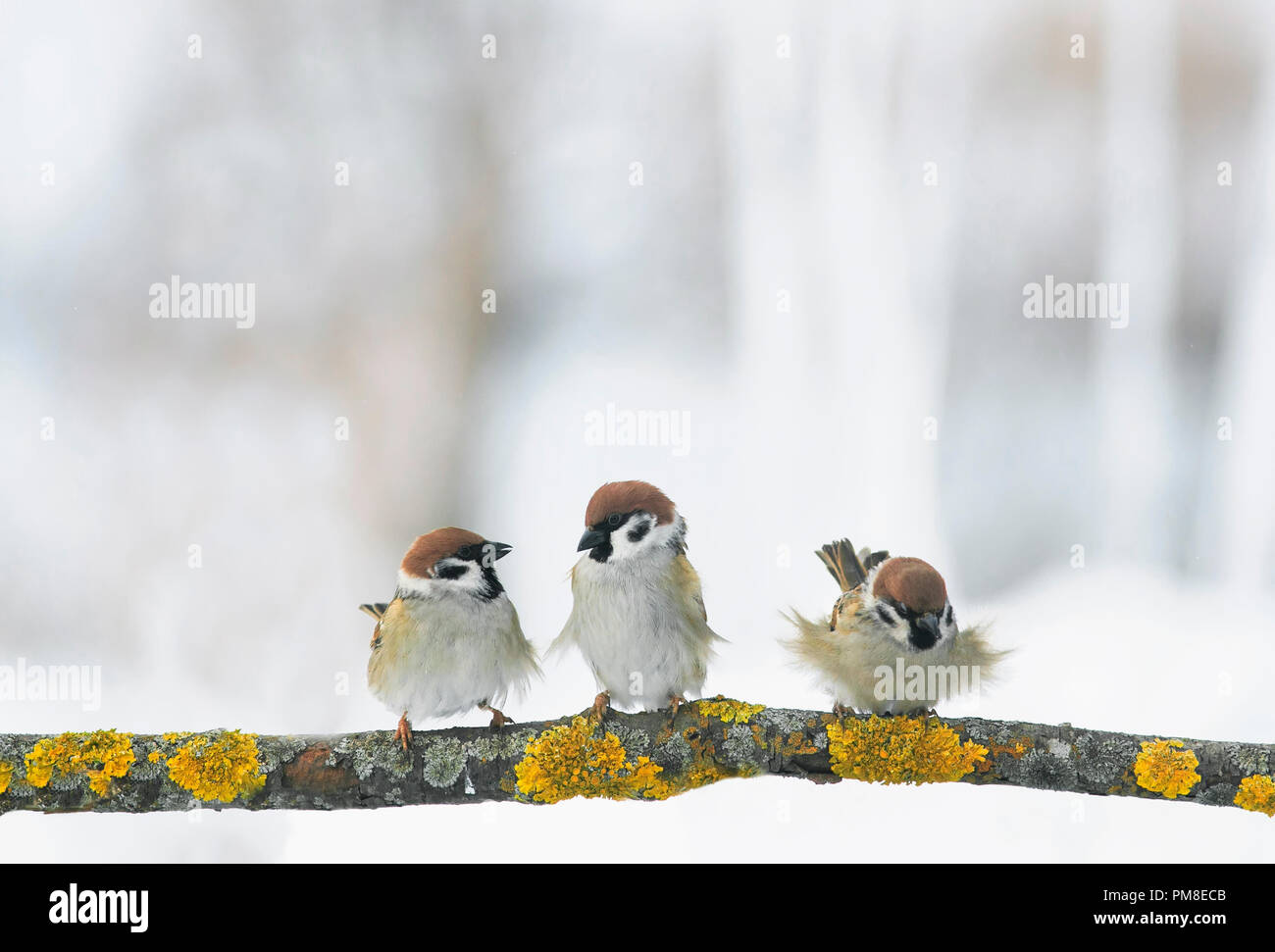 three funny Sparrow birds are sitting on a branch in the winter holiday ...