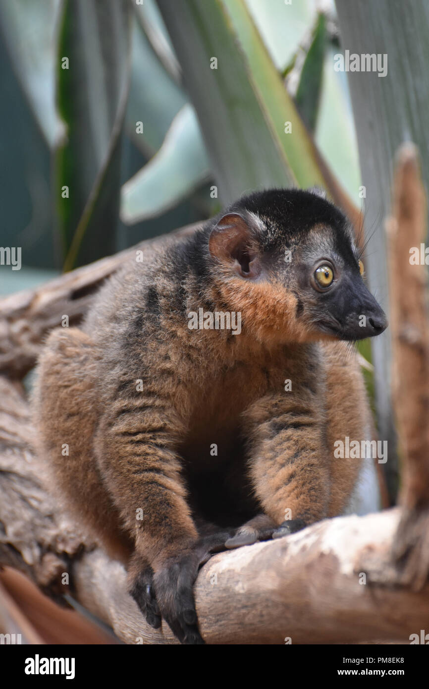 Adorable Little Collared Lemur Grabbing onto a Tree Stock Photo - Alamy