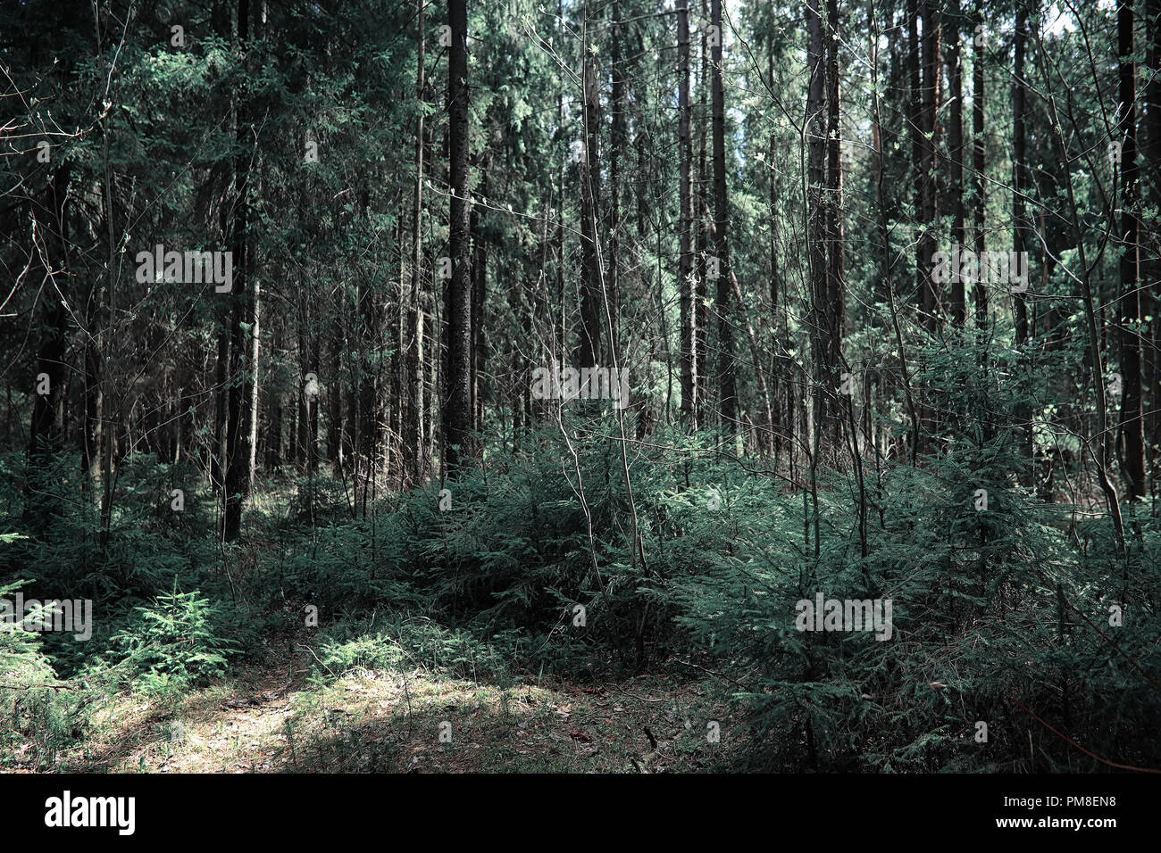 Pine forest. Depths of a forest. Journey through forest paths. T Stock ...