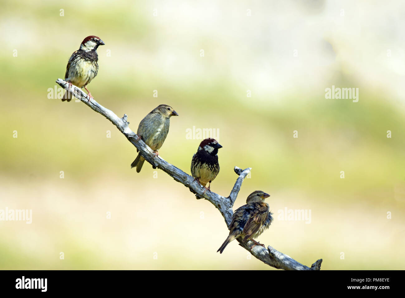 four wild birds sitting on the branch Stock Photo - Alamy