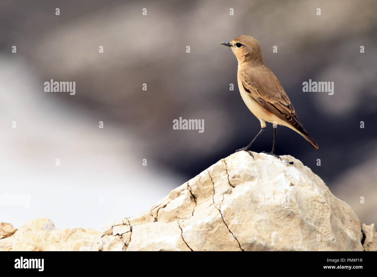 one wild bird sitting on a stone Stock Photo - Alamy