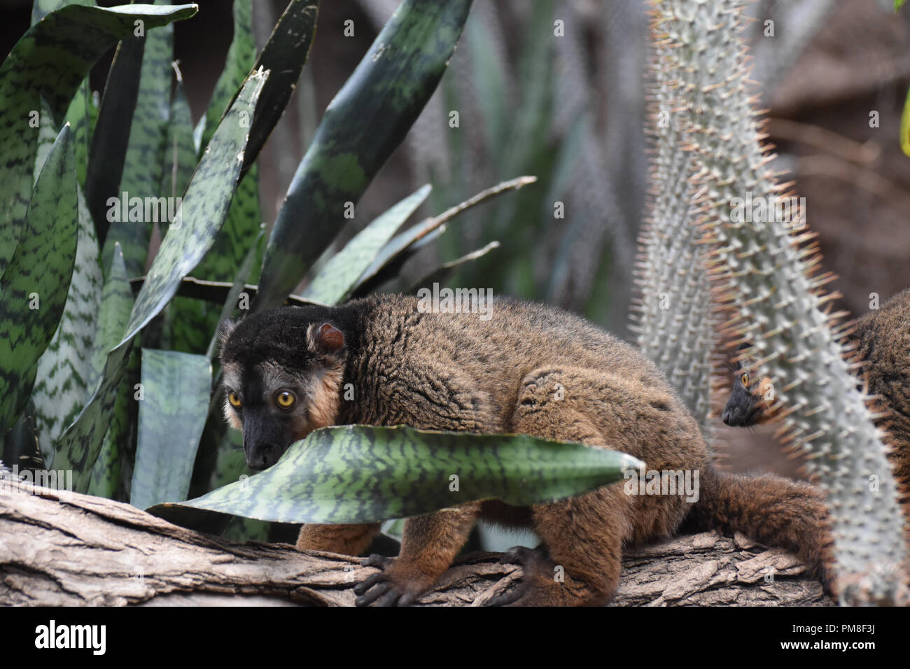 Red collared brown lemur red collared lemur hi-res stock photography ...