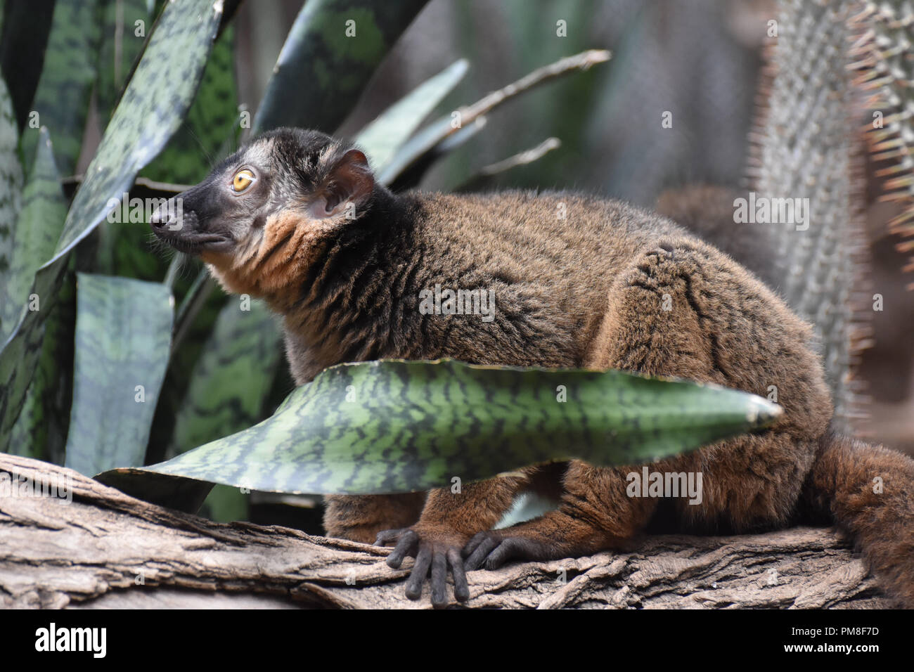 Surprised lemur hi-res stock photography and images - Alamy