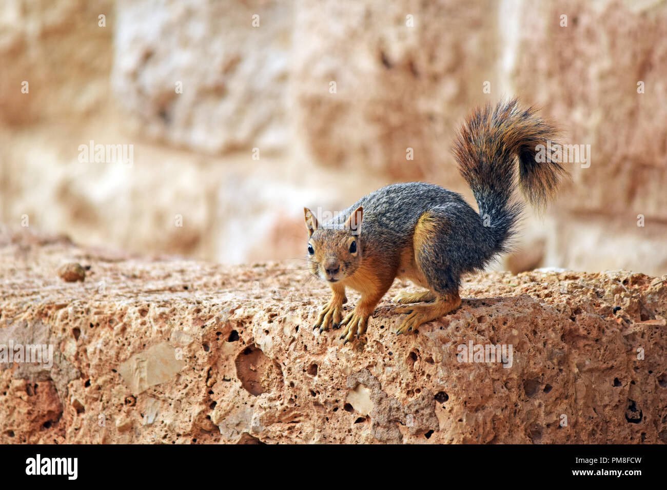 One Squirrel Sitting High Resolution Stock Photography and Images - Alamy