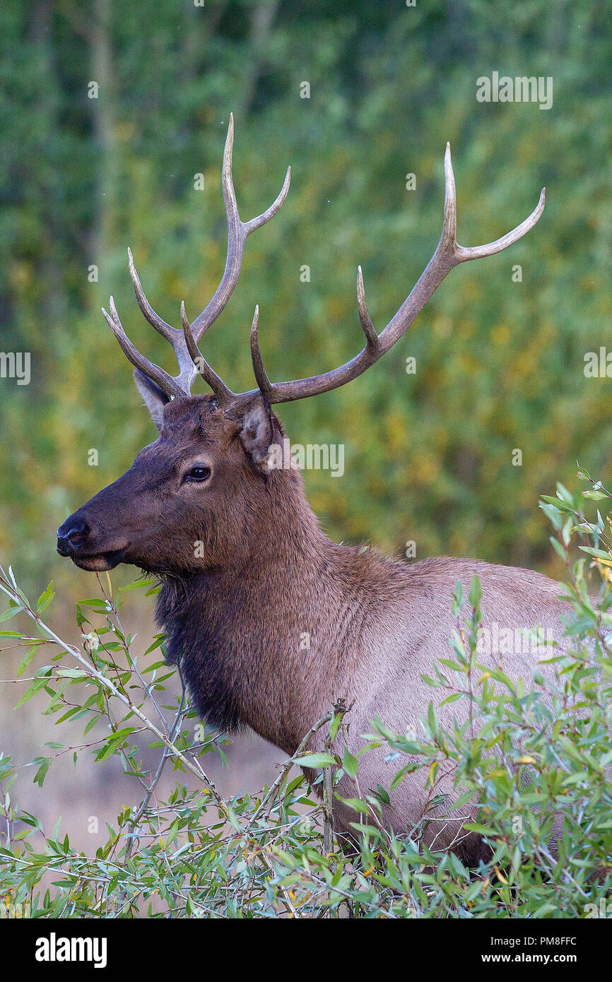 A bull elk in Rocky Mountain National Park in September Stock Photo - Alamy