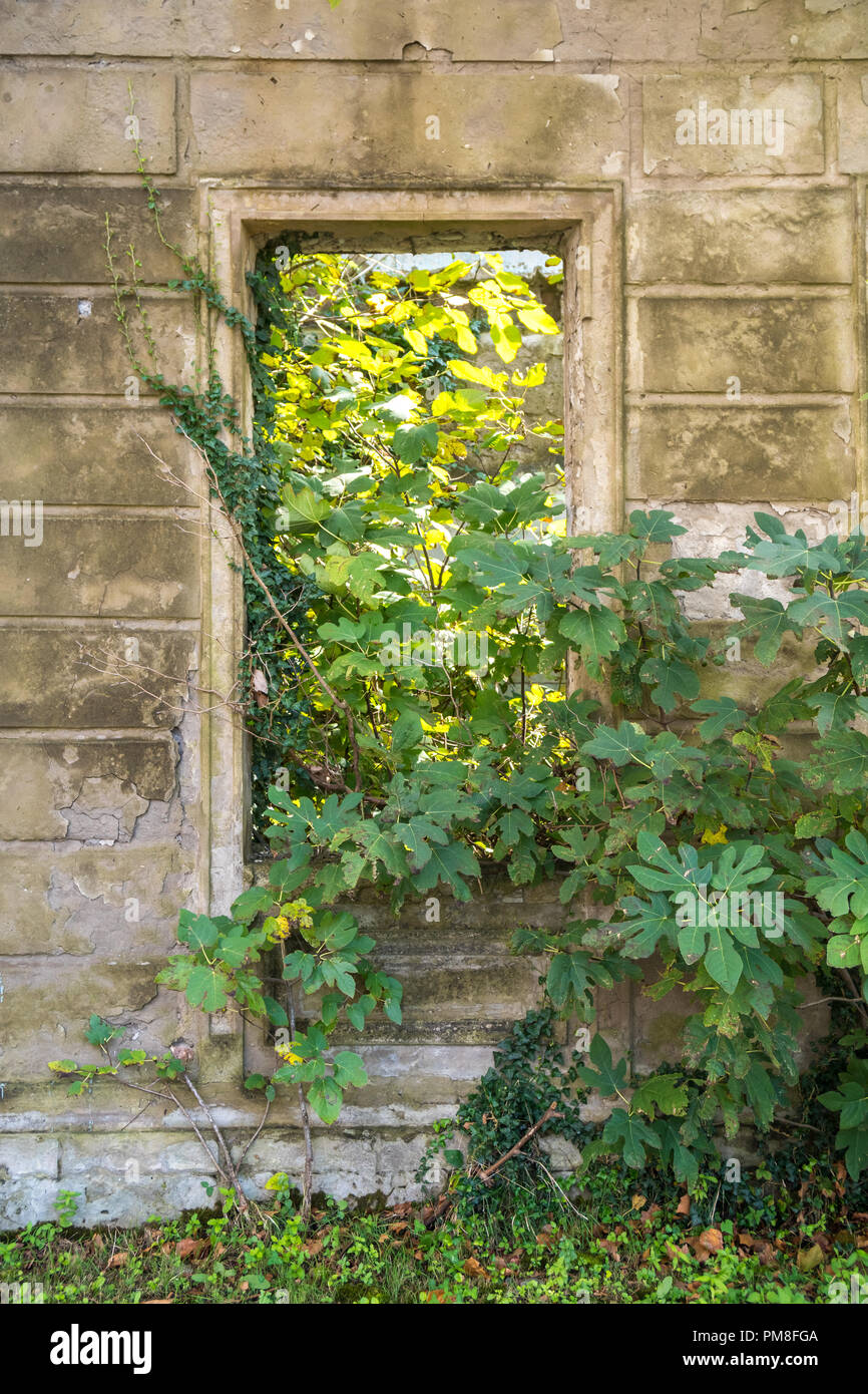 Closeup of destroyed old run-down deserted empty house and wild green ...