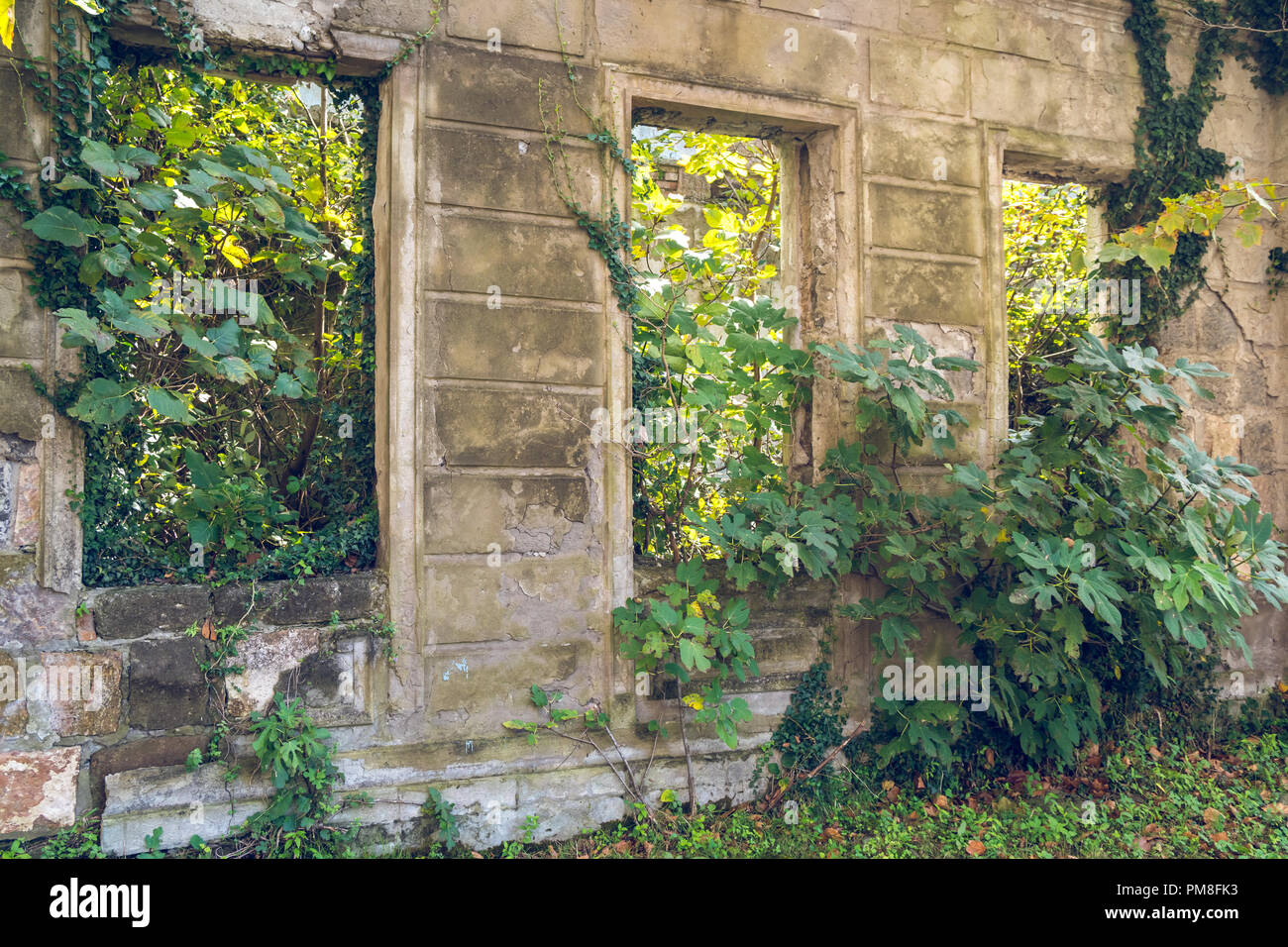 Growing through window hi-res stock photography and images - Alamy
