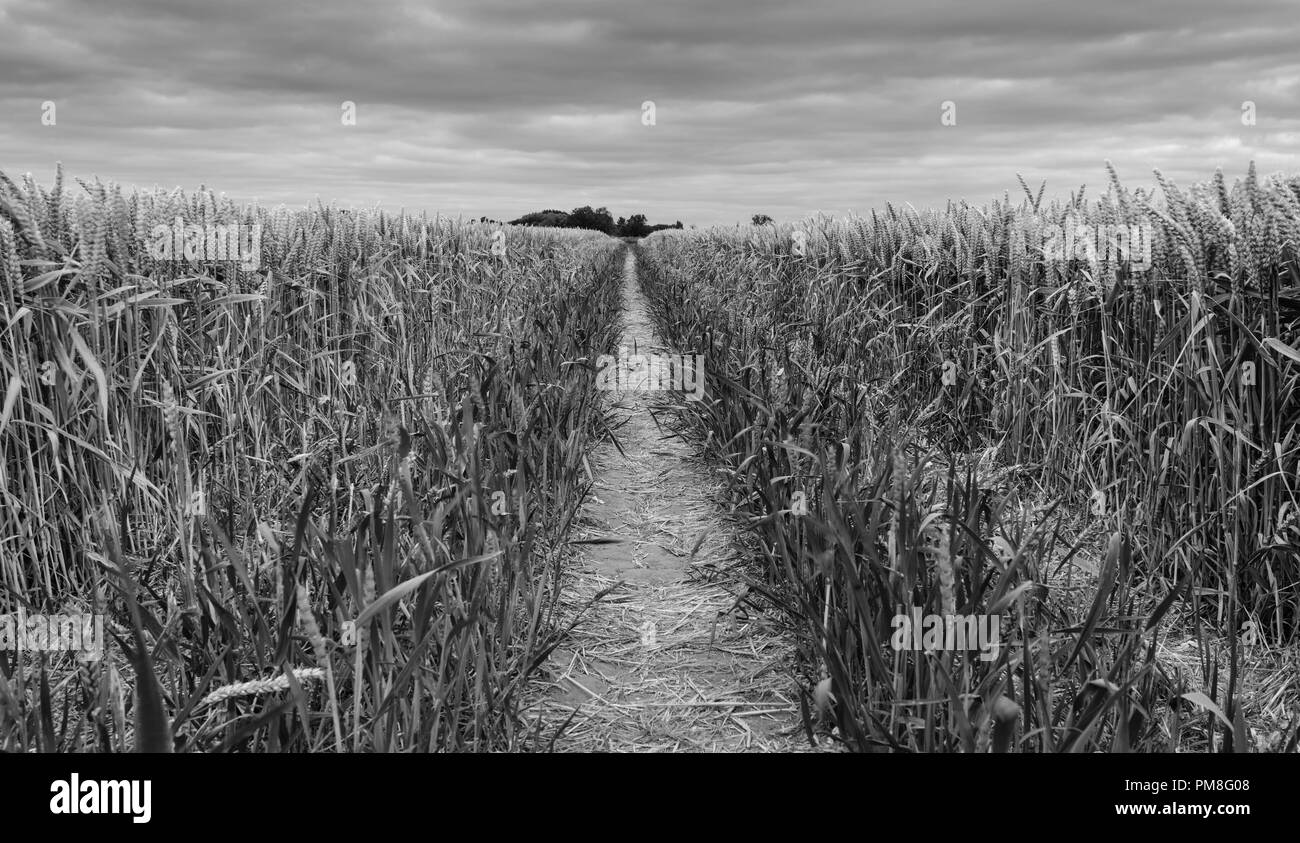 Tracks through wheat crop Black and White Stock Photos & Images - Alamy