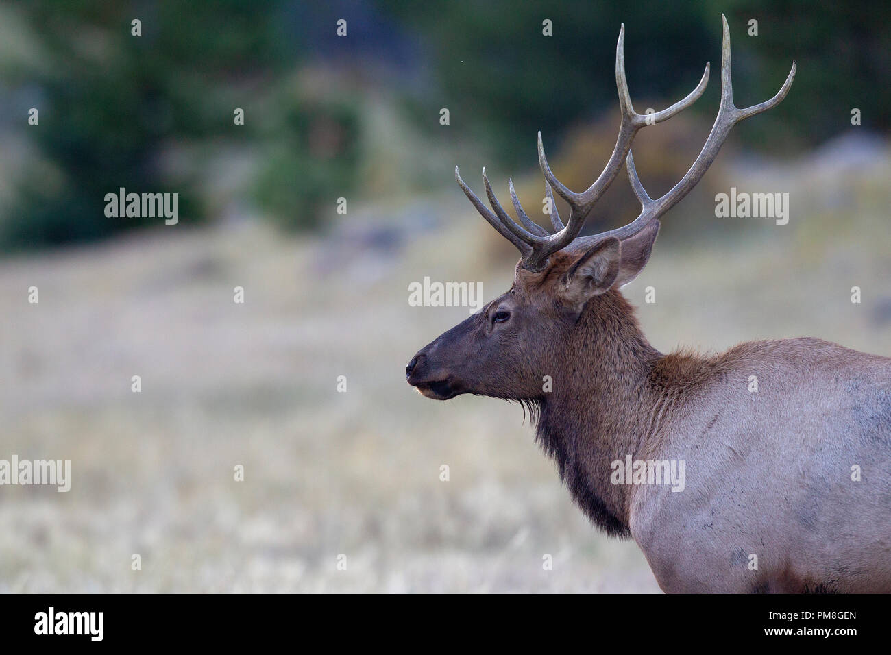 Elk at rocky mountain national park hi-res stock photography and images ...