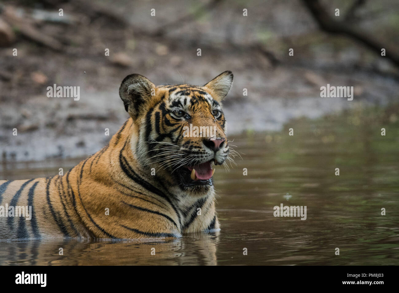 A male tiger in monsoon sitting in waterhole at Ranthambore National ...