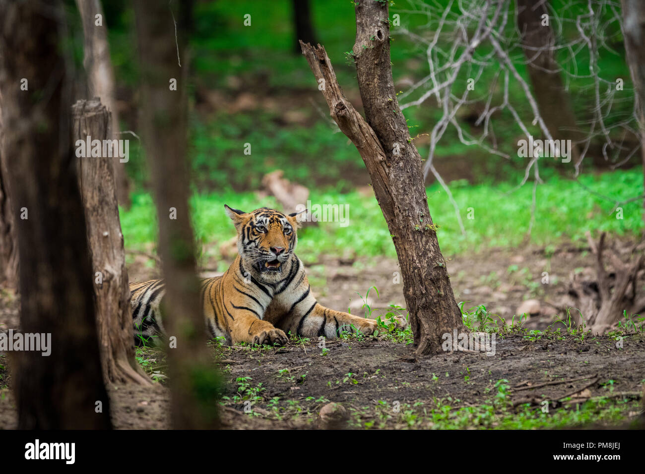 A male tiger sitting under shed of a tree in a rainy day In monsoon at ...
