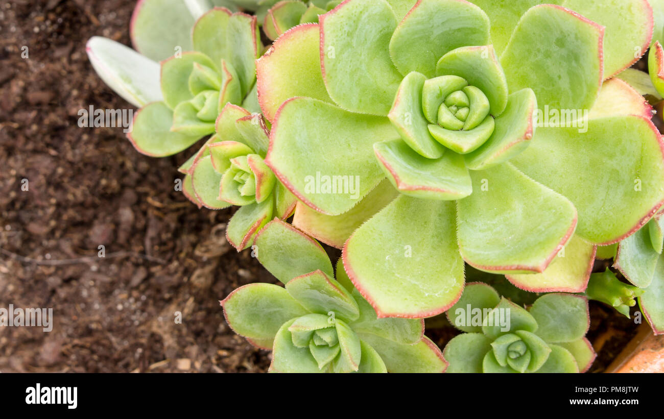 Close-up of gorgeous succulent Echeveria plant in soil, from ...
