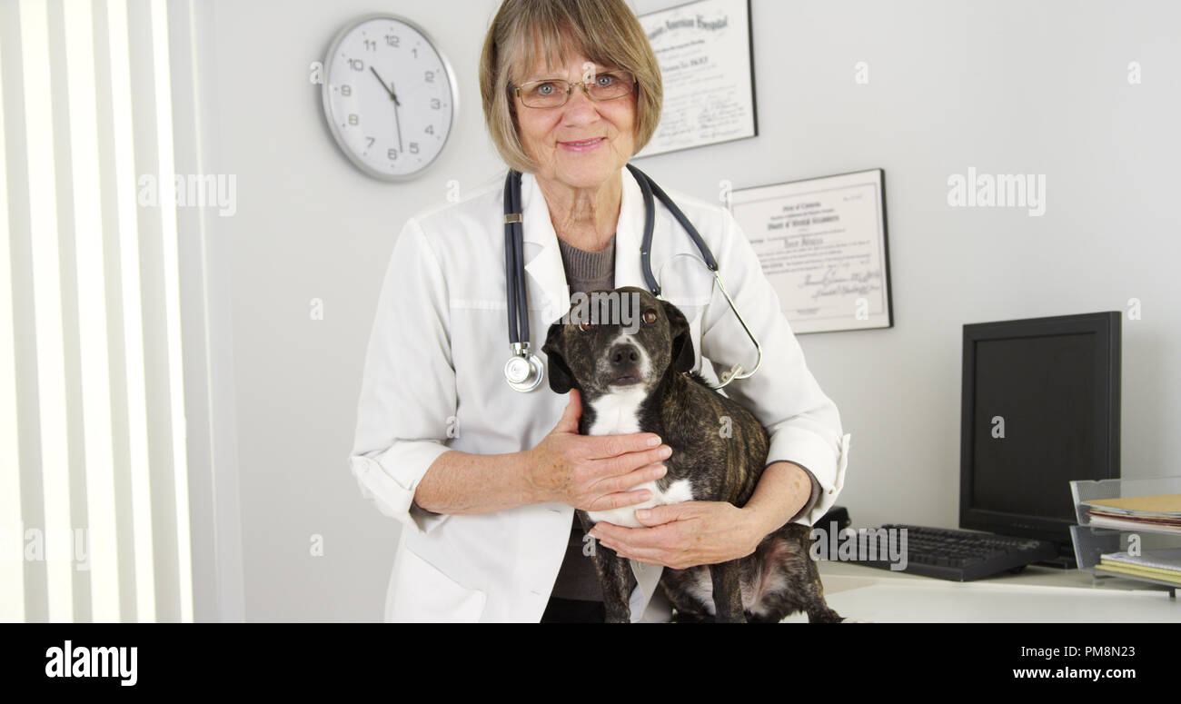 Attentive female veterinarian examining hi-res stock photography and ...