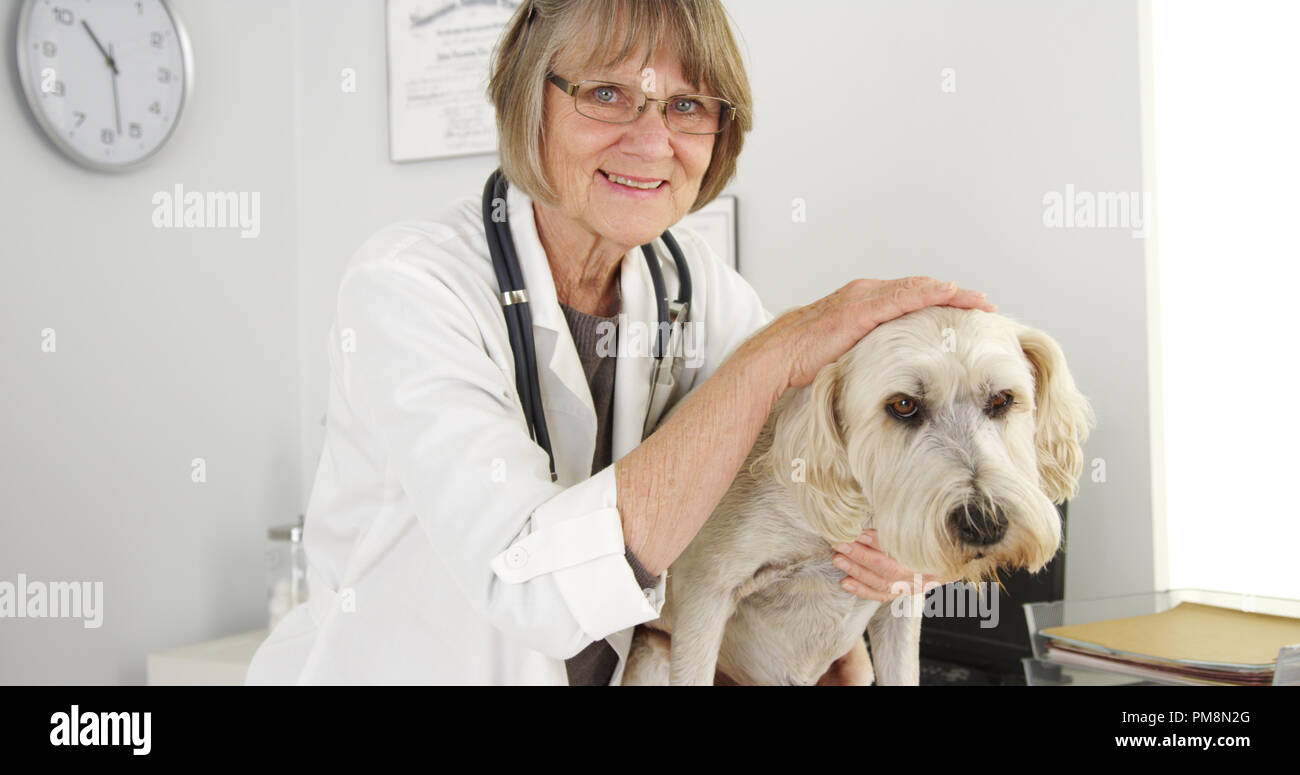 Female vet doctor petting adorable terrier dog Stock Photo - Alamy