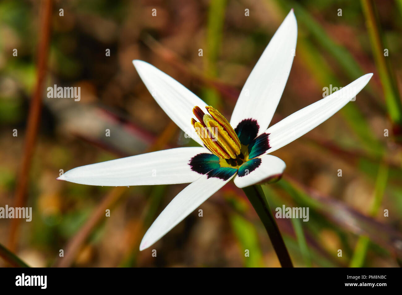 Witsterretjie hi-res stock photography and images - Alamy