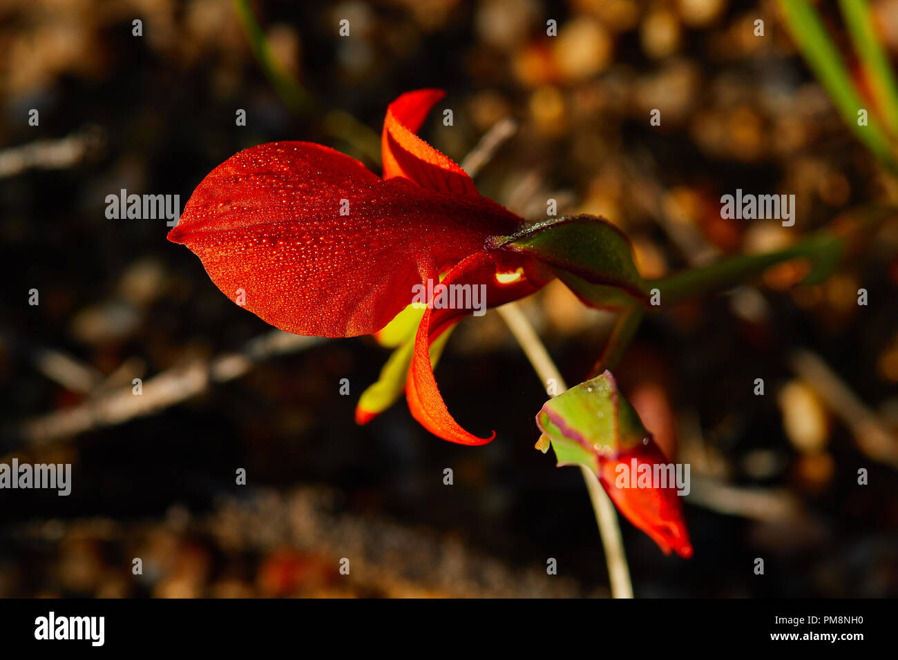 South african gladiolus hi-res stock photography and images - Alamy