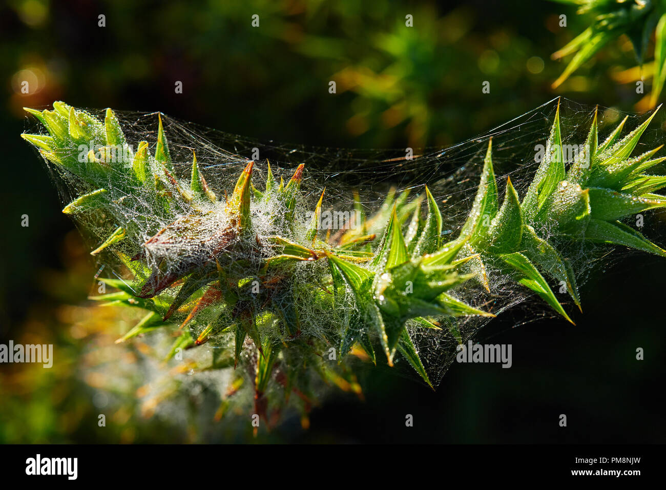 Spiders web art hi-res stock photography and images - Alamy