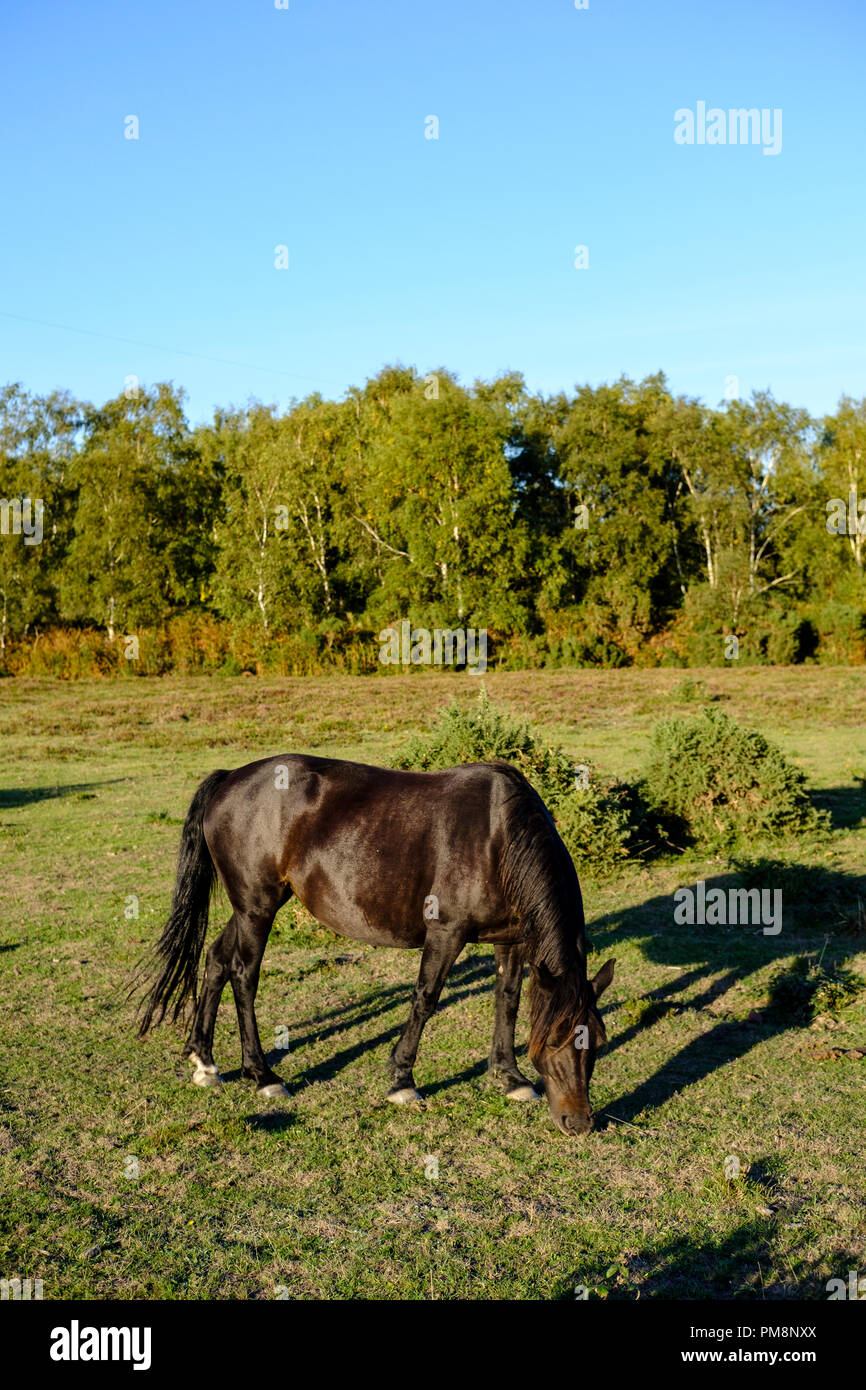 The New Forest pony is a recognised mountain and moorland , native pony ...