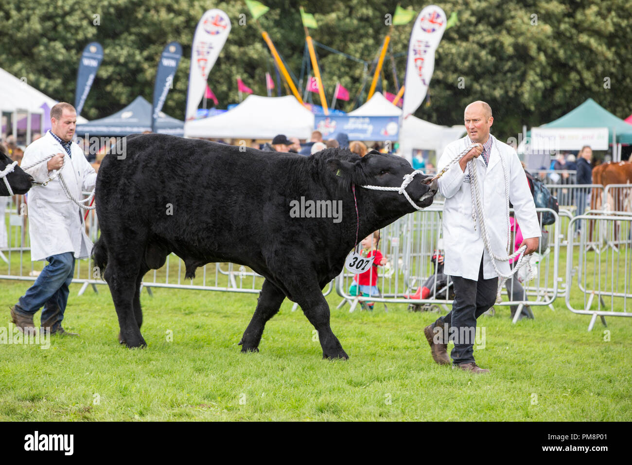 Aberdeen angus bull show hi-res stock photography and images - Alamy
