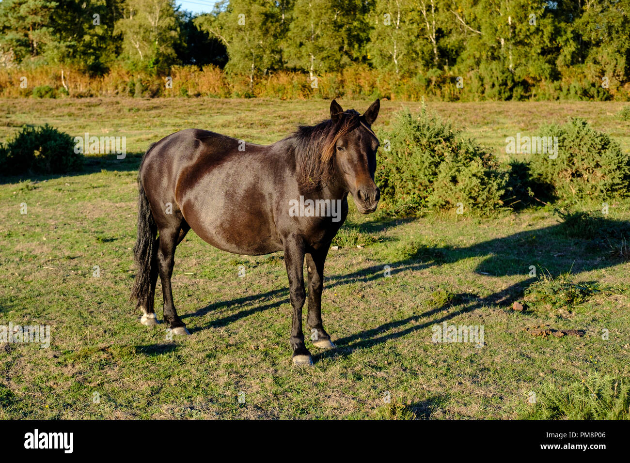 The New Forest pony is a recognised mountain and moorland , native pony ...